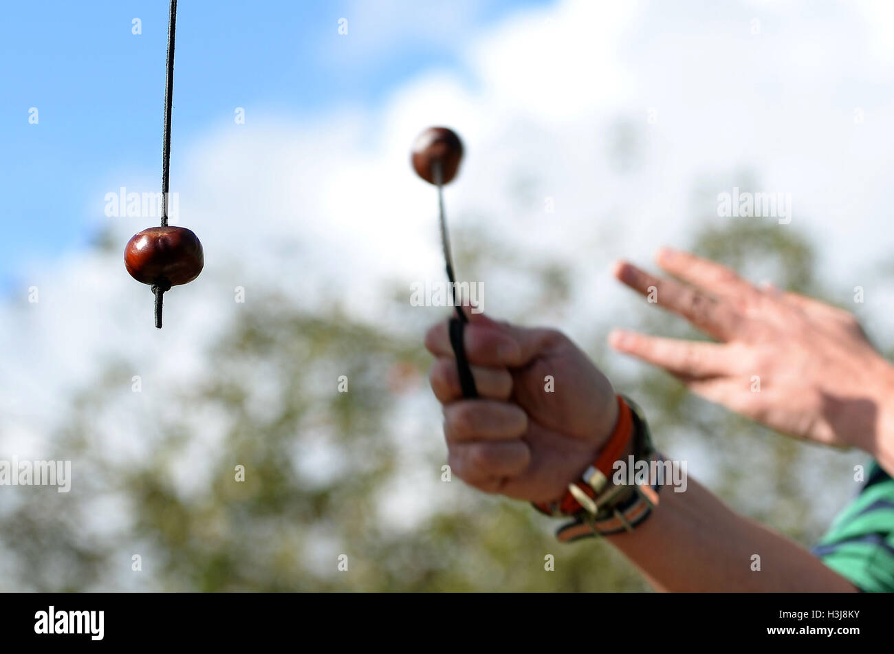 51st world conker championships shuckburgh arms hi-res stock ...