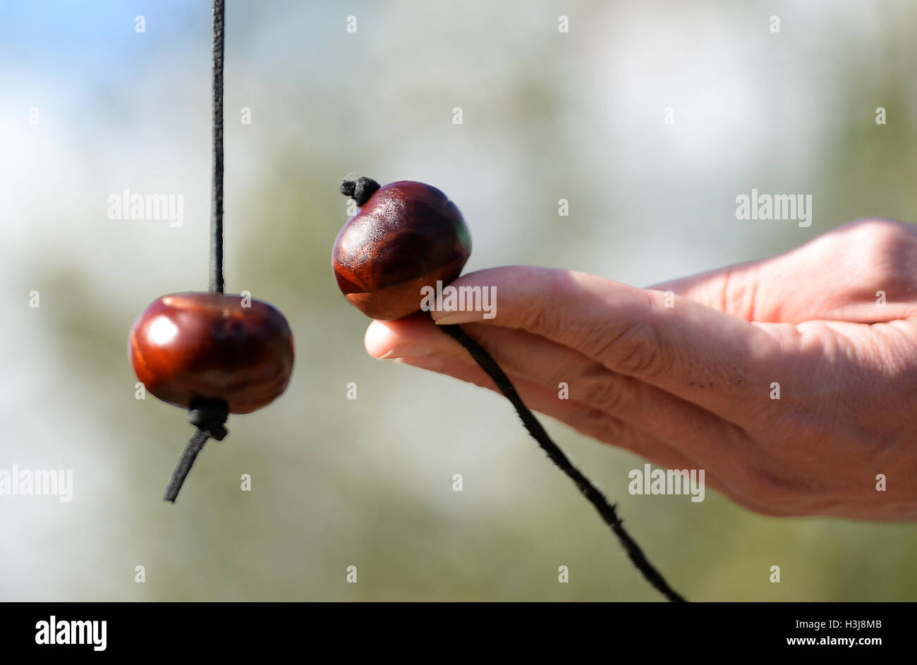 51st world conker championships shuckburgh arms hi-res stock ...