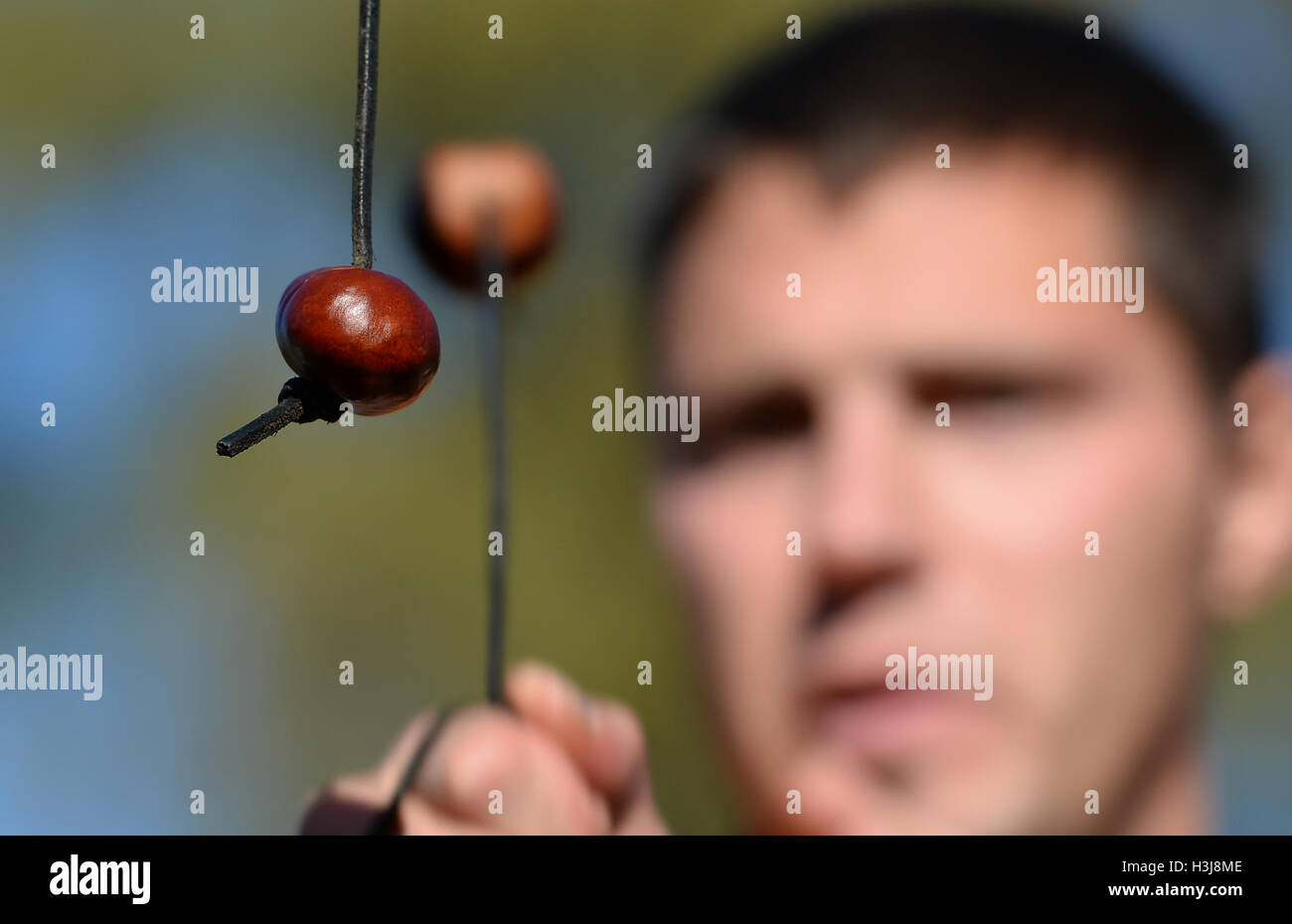 51st world conker championships shuckburgh arms hi-res stock ...
