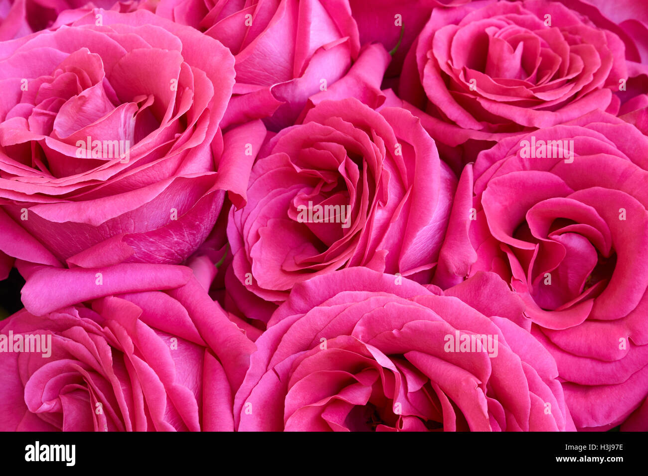 Bunch of seven pink roses as floral background Stock Photo - Alamy