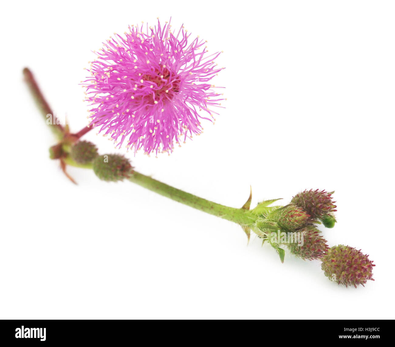 Mimosa pudica flower mimosa Cut Out Stock Images & Pictures - Alamy