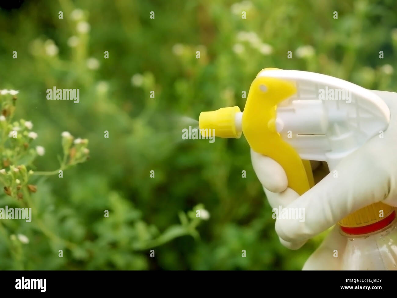 Spraying insecticide in a garden Stock Photo - Alamy