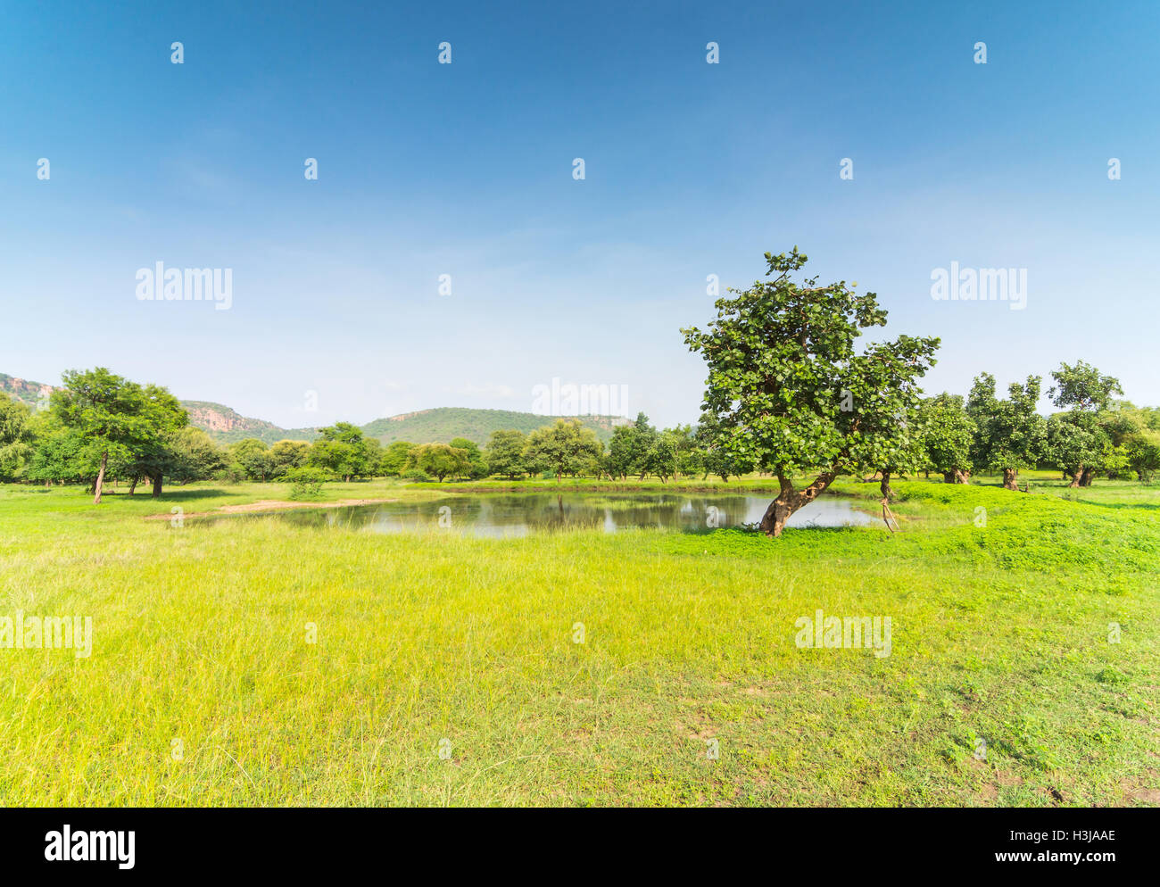 Pond in a green grassland in Ranthambhore national Park, India Stock ...