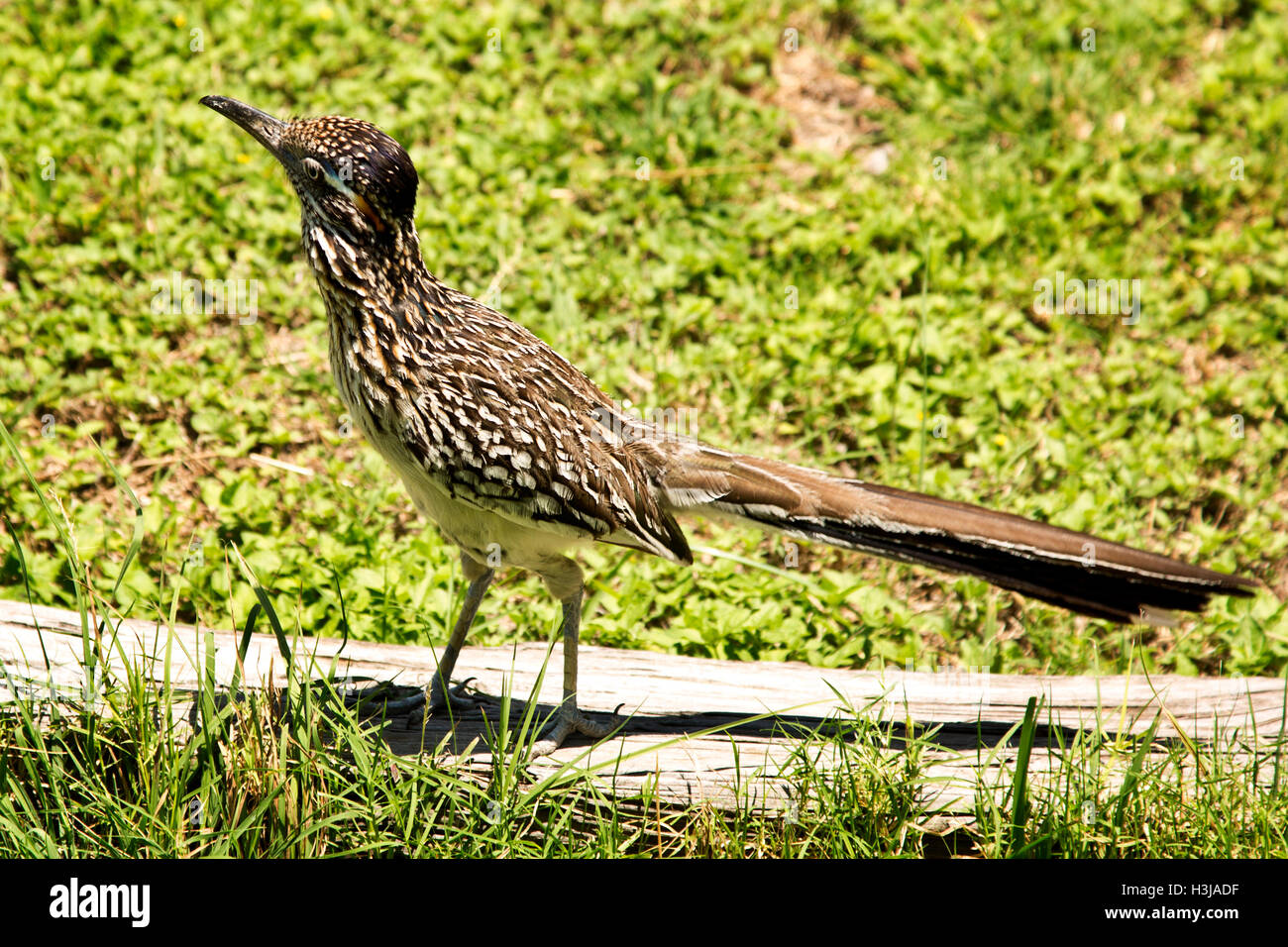 Texas roadrunner hi-res stock photography and images - Alamy