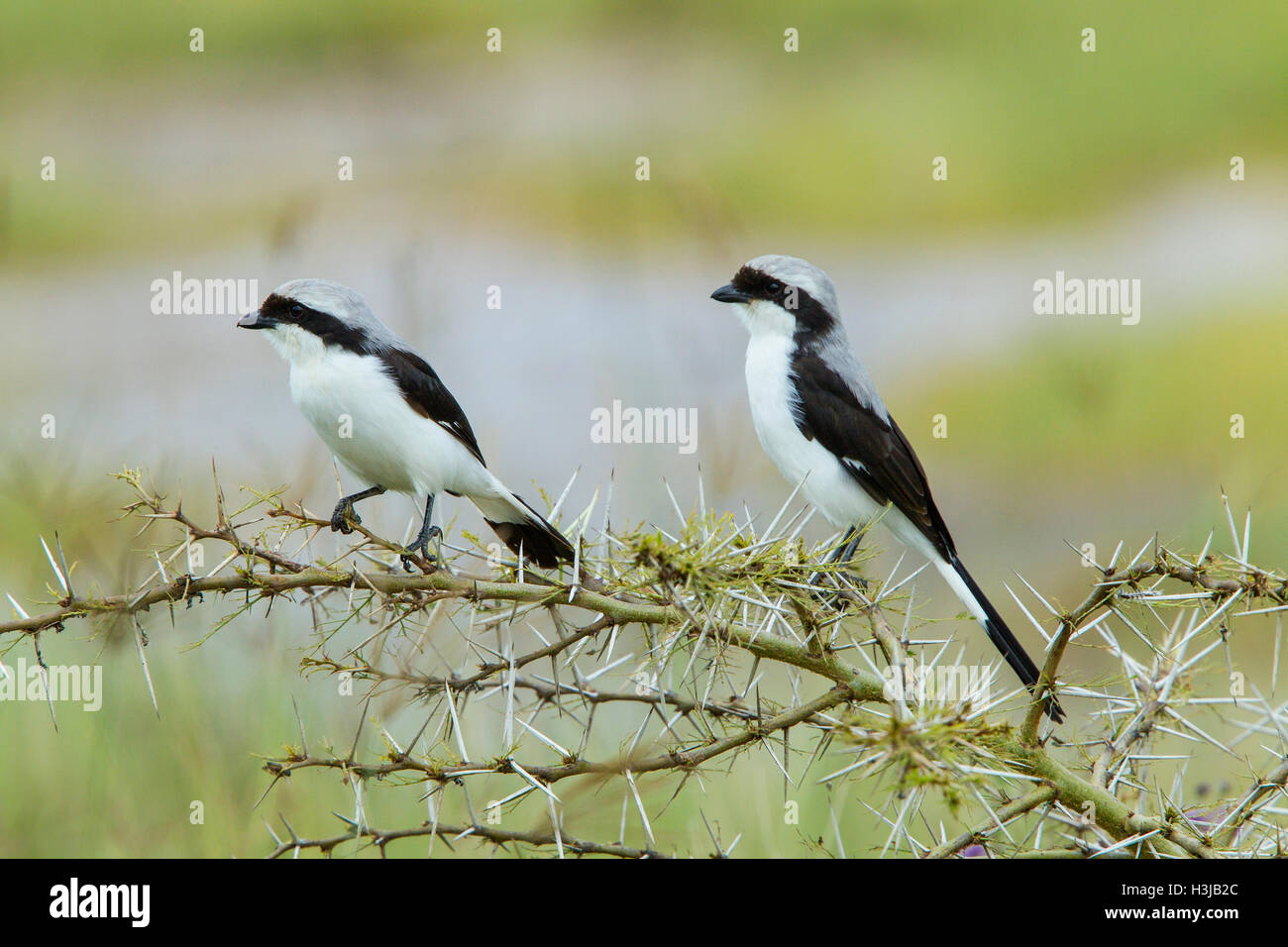 grey-backed fiscal shrike (Lanius excubitoroides), pair perched in ...
