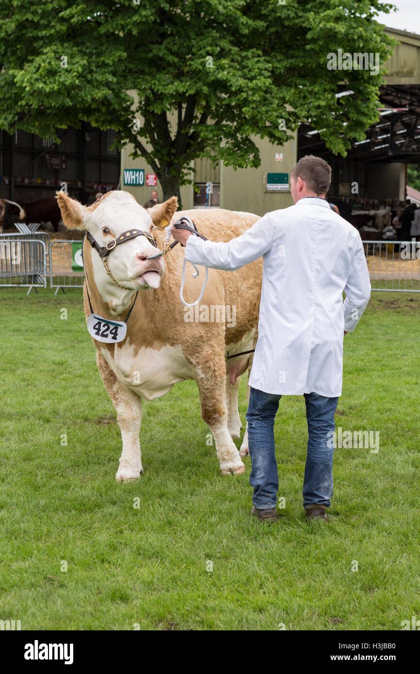 A British Simmental cow is being paraded at the Three Counties show ...