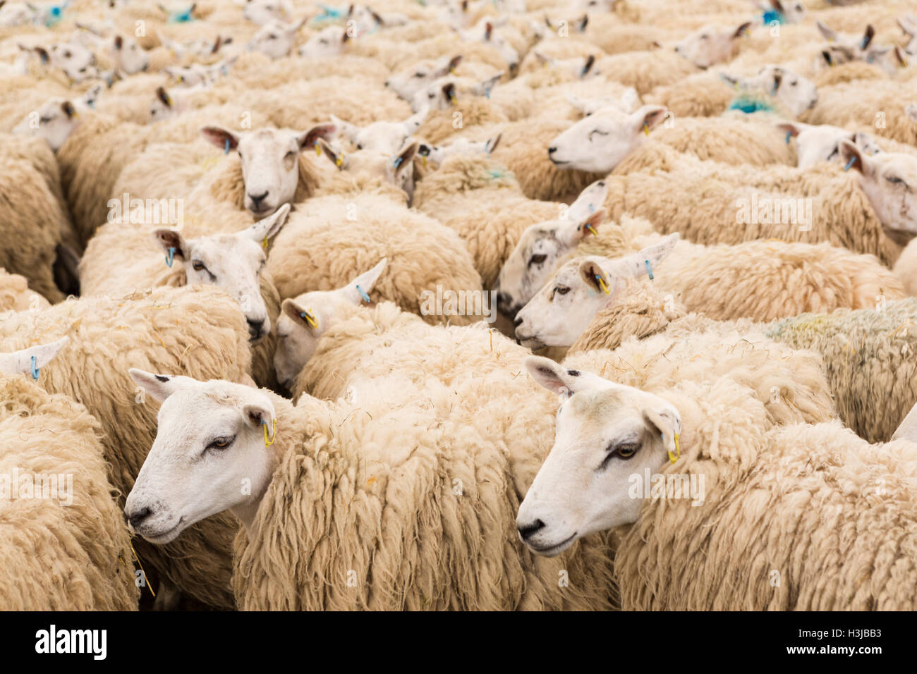 Sheep herded into a pen Stock Photo - Alamy