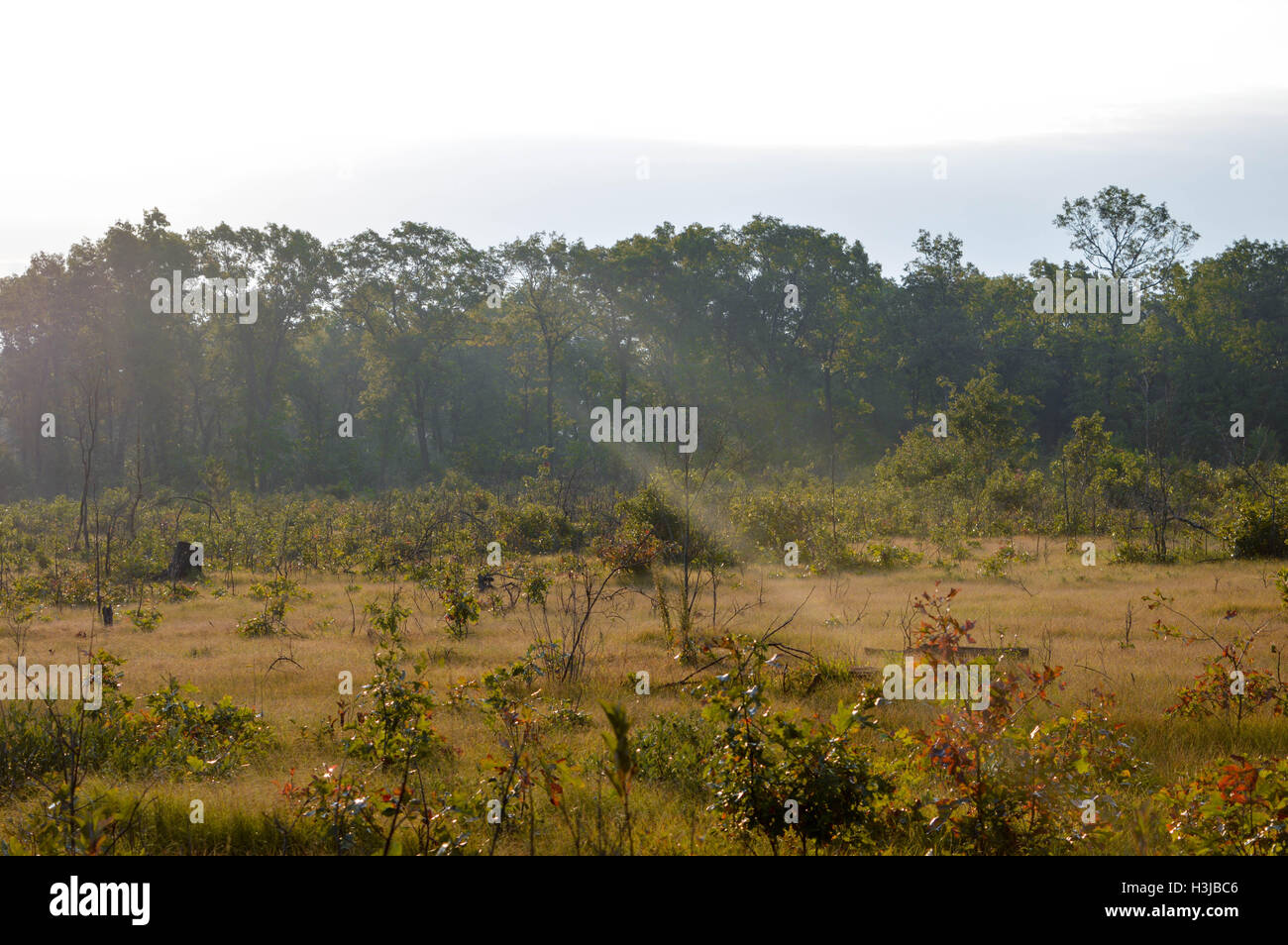 Early morning sun in the woods Stock Photo - Alamy