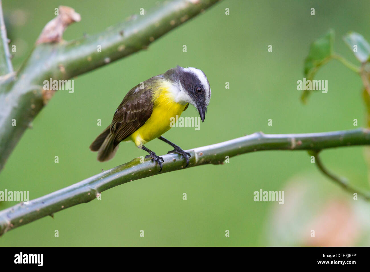 Flycatchers of costa rica hi-res stock photography and images - Alamy
