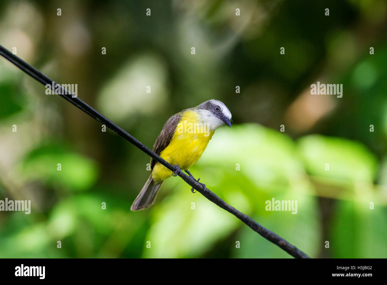 grey-capped flycatcher (Myiozetetes granadensis) adult perched in ...