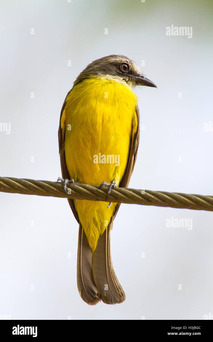 grey-capped flycatcher (Myiozetetes granadensis) adult perched in ...