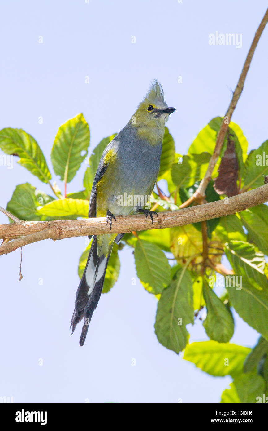 Flycatchers of costa rica hi-res stock photography and images - Alamy