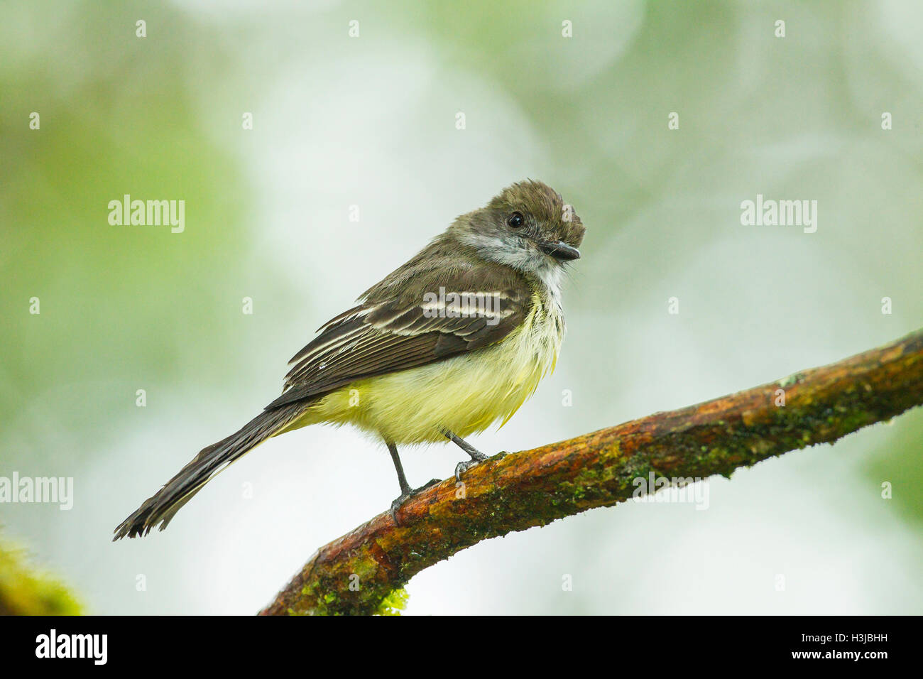pale-edged flycatcher (Myiarchus cephalotes) adult perched on tree ...