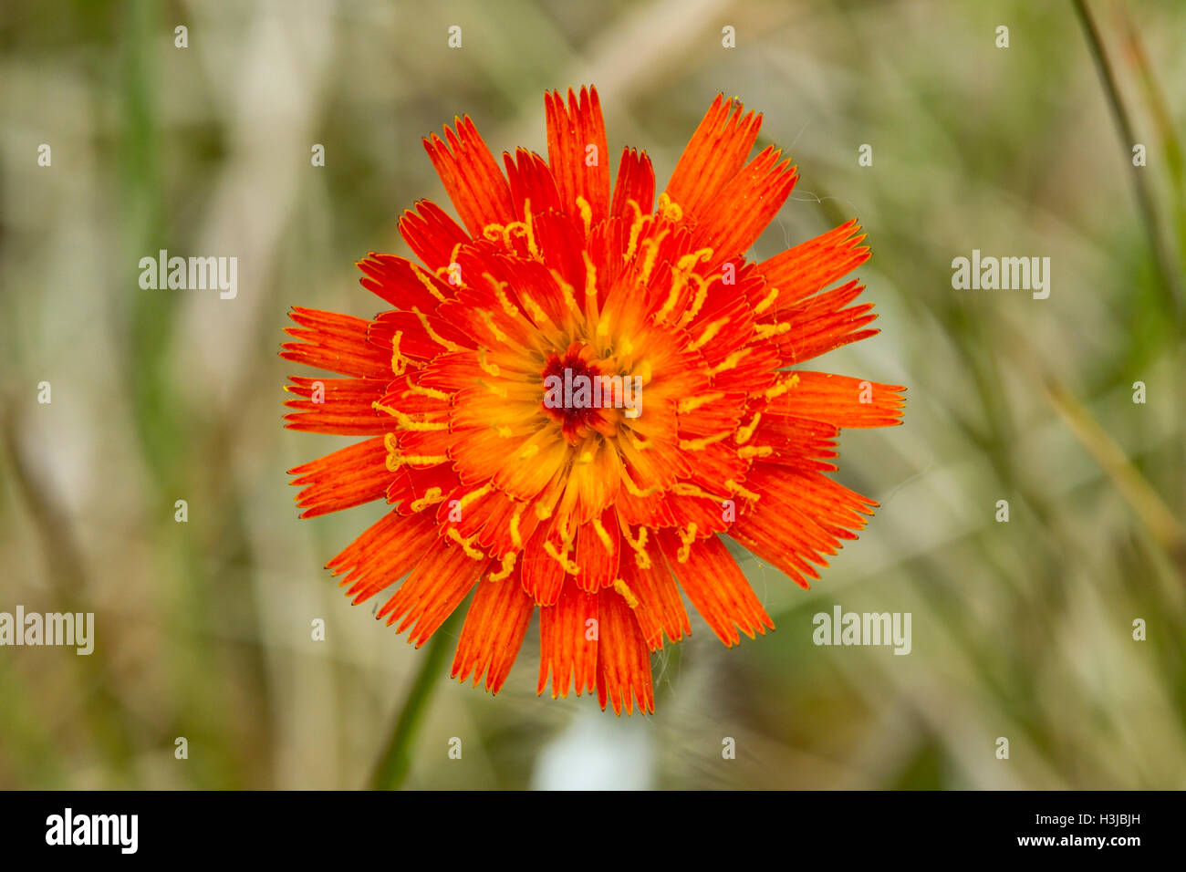 fox and cubs flower (Pilosella aurantiaca) growing in meadow ...