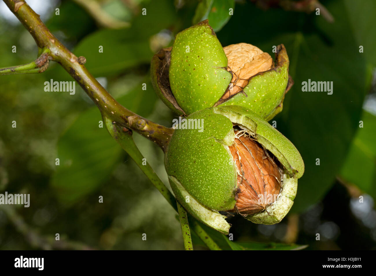 English walnuts in shell hi-res stock photography and images - Alamy