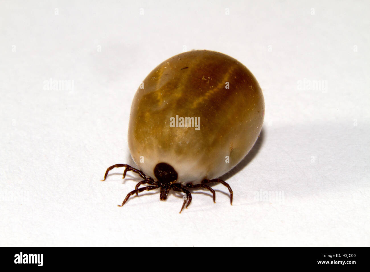 Engorged tick hi-res stock photography and images - Alamy