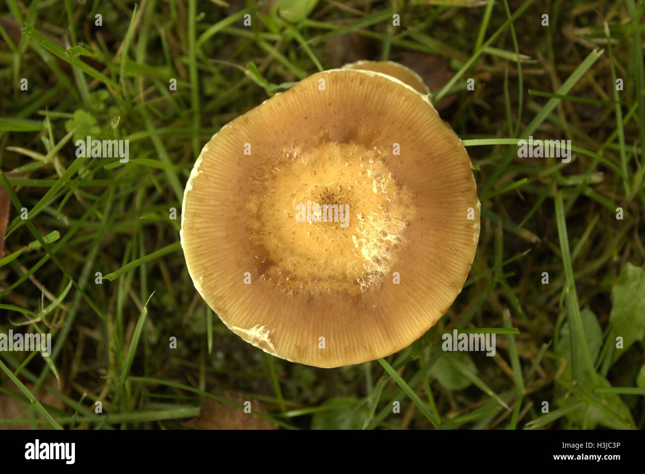 Sandy soil mushroom hi-res stock photography and images - Alamy