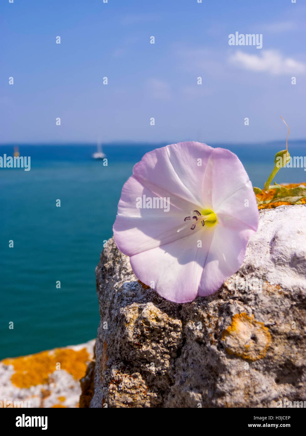 White flower in the rock at sea background Stock Photo - Alamy