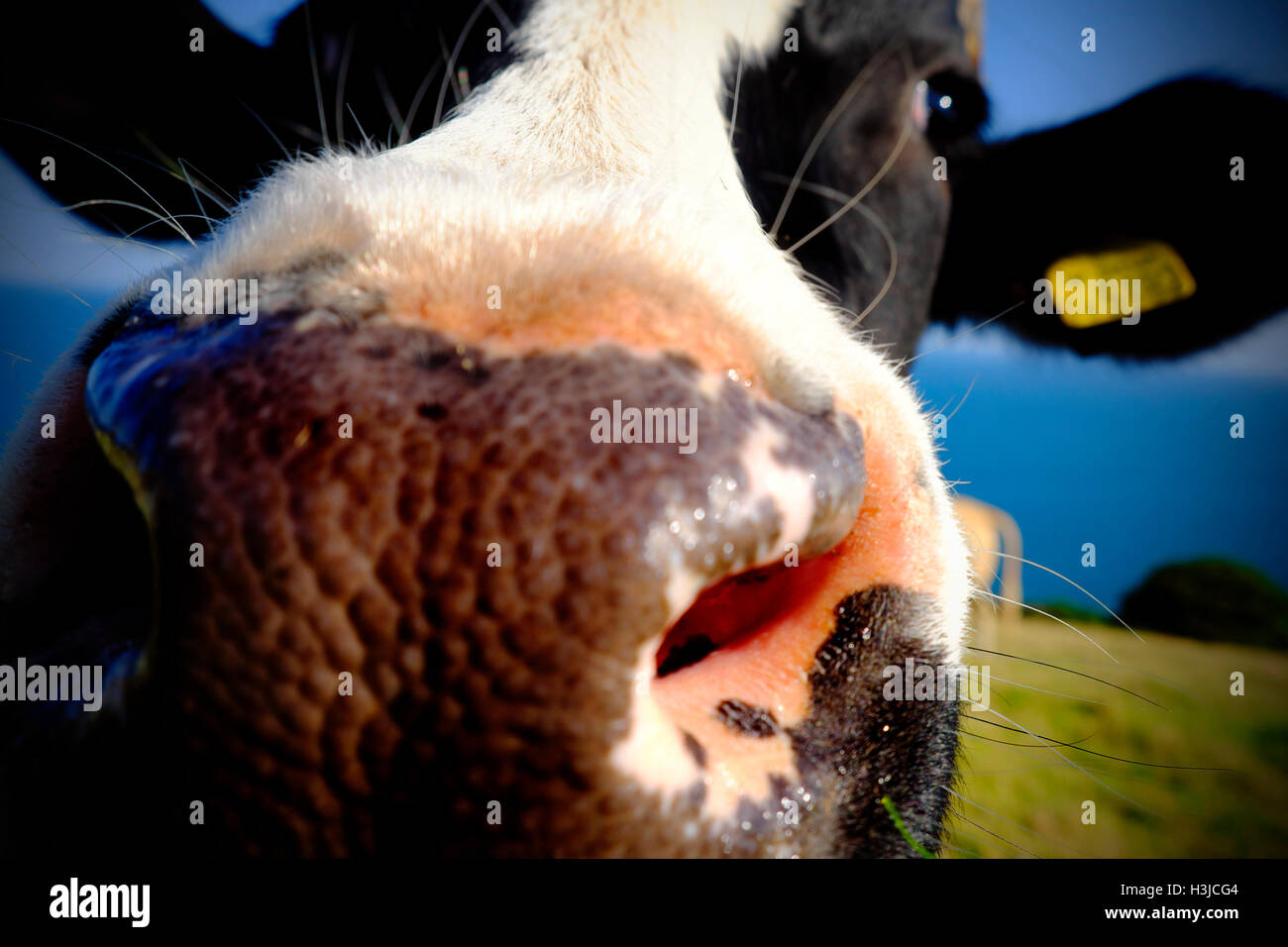 Frisian food hi-res stock photography and images - Alamy