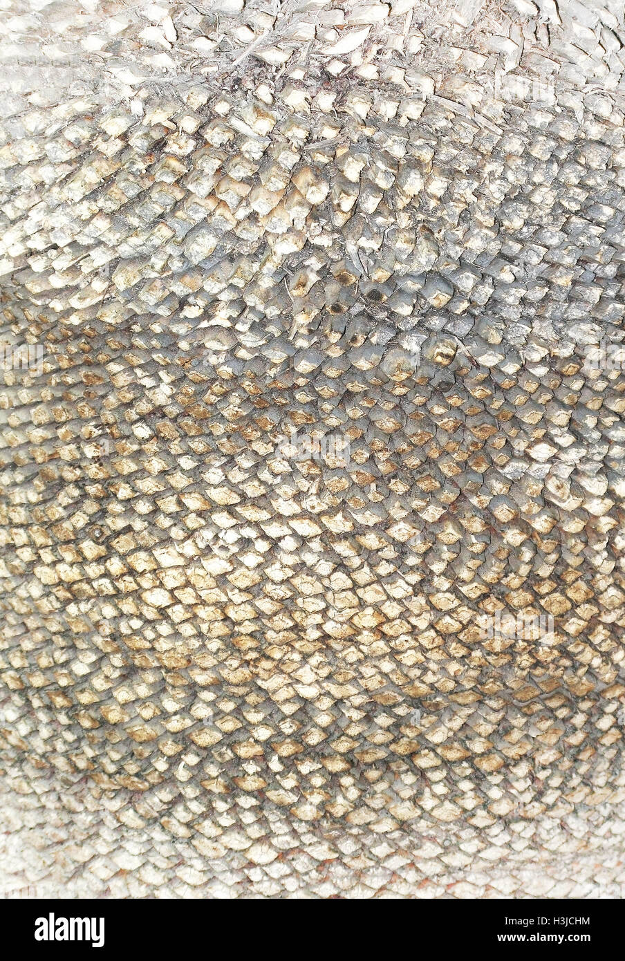 Abstract raw background texture natural tree bark surface Stock Photo ...