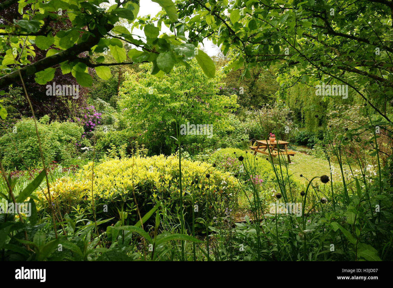 Beautiful lush English garden after rain with a garden table and bench ...