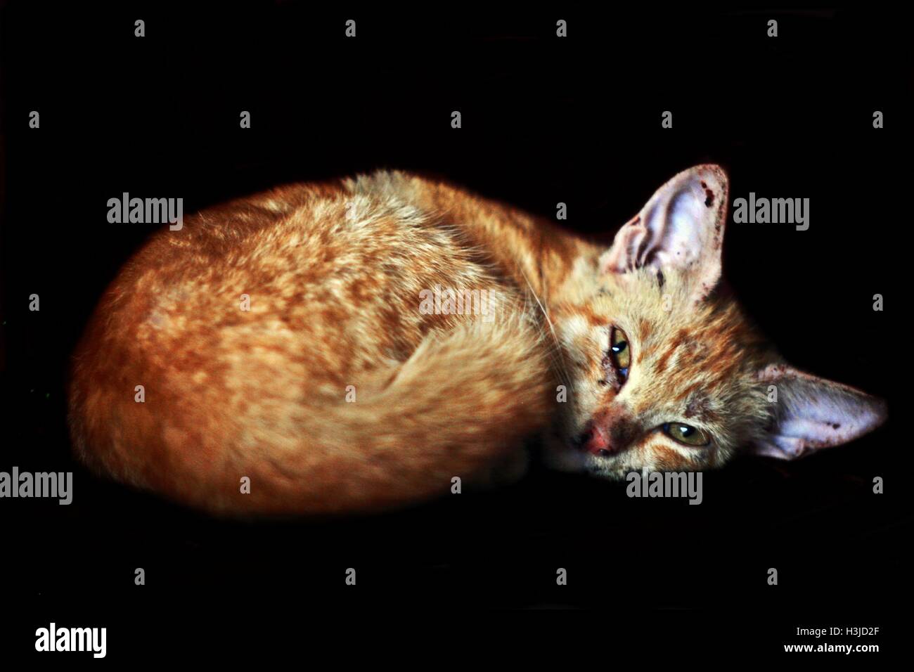 Careless cat hi-res stock photography and images - Alamy