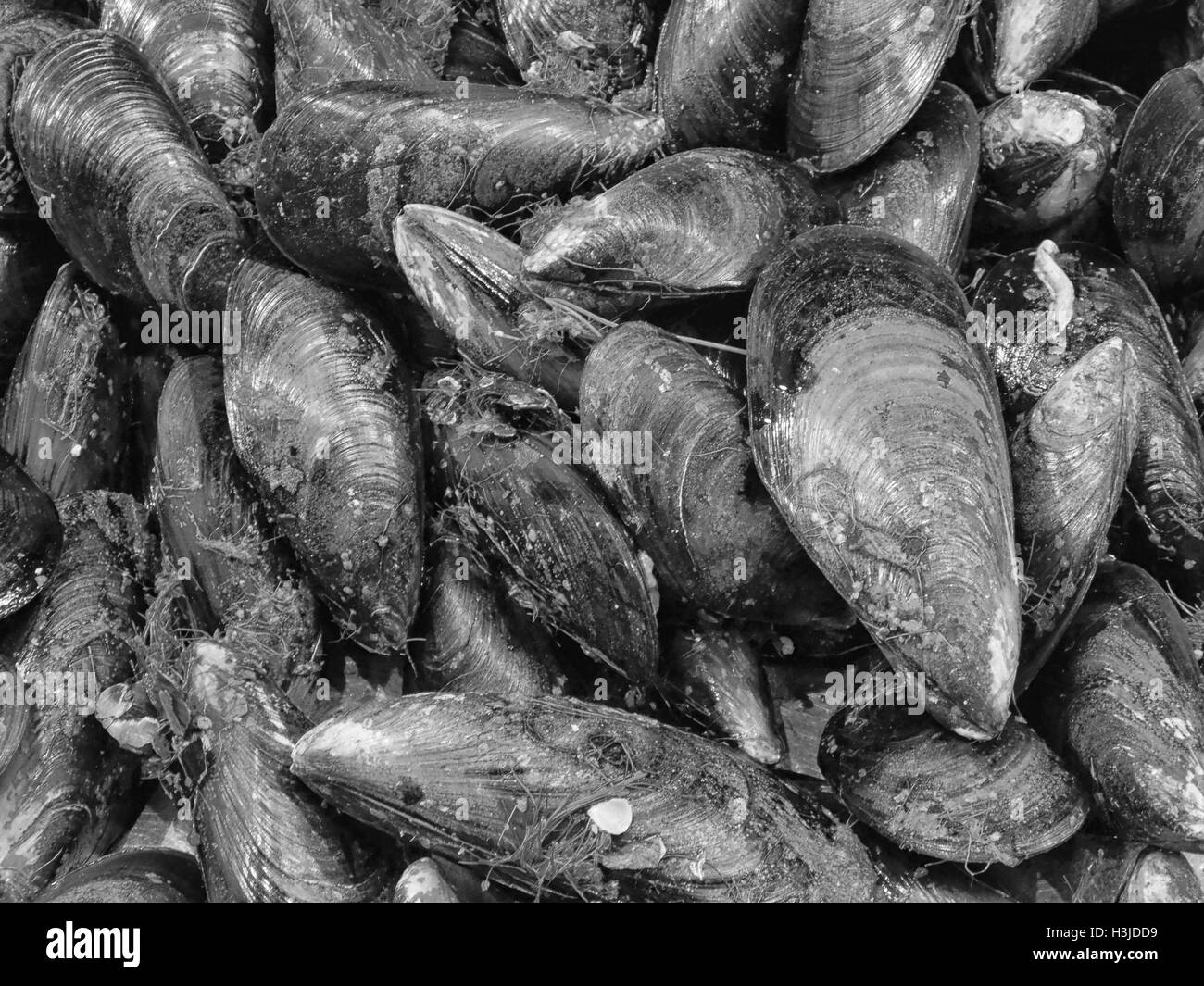 Empty mussel shells Black and White Stock Photos & Images - Alamy