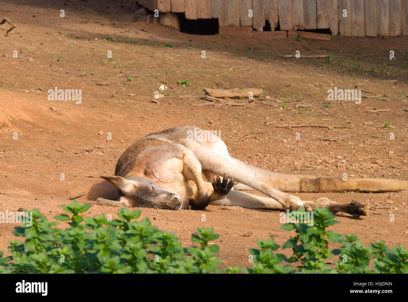 a large male kangaroo laying on the ground sleeping in the sun Stock ...