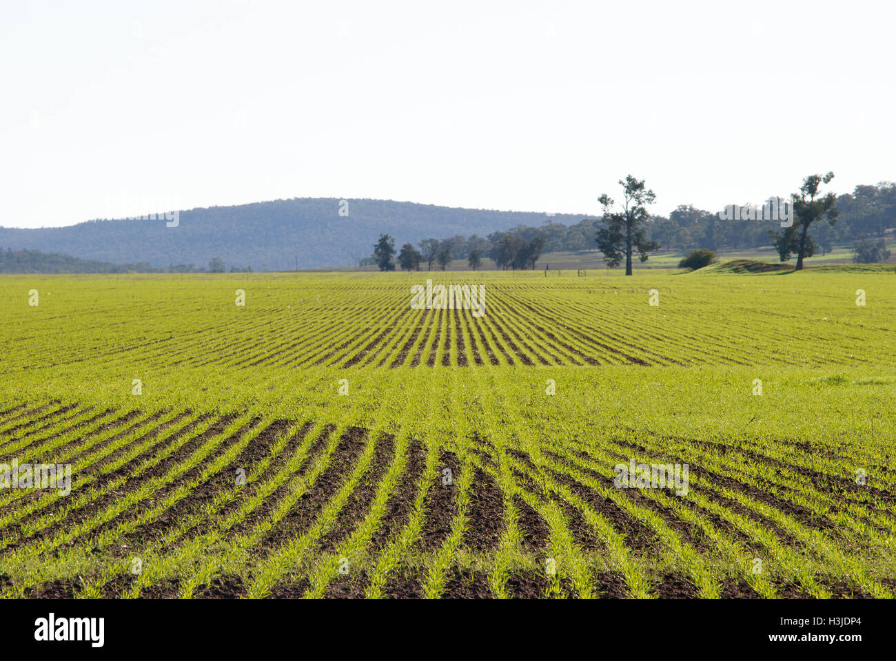 rows of young cereal crop thriving in a rural field,with trees and hill ...