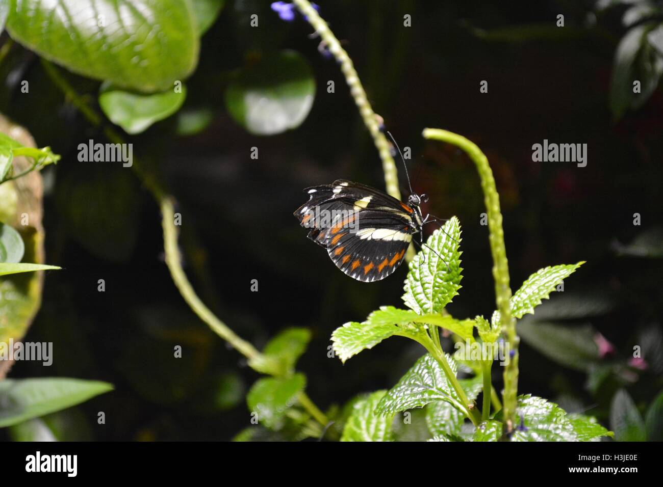 A butterfly on flowers in the Butterfly Garden in the Museum of Science ...