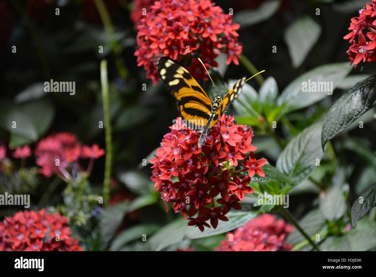 A butterfly on flowers in the Butterfly Garden in the Museum of Science ...