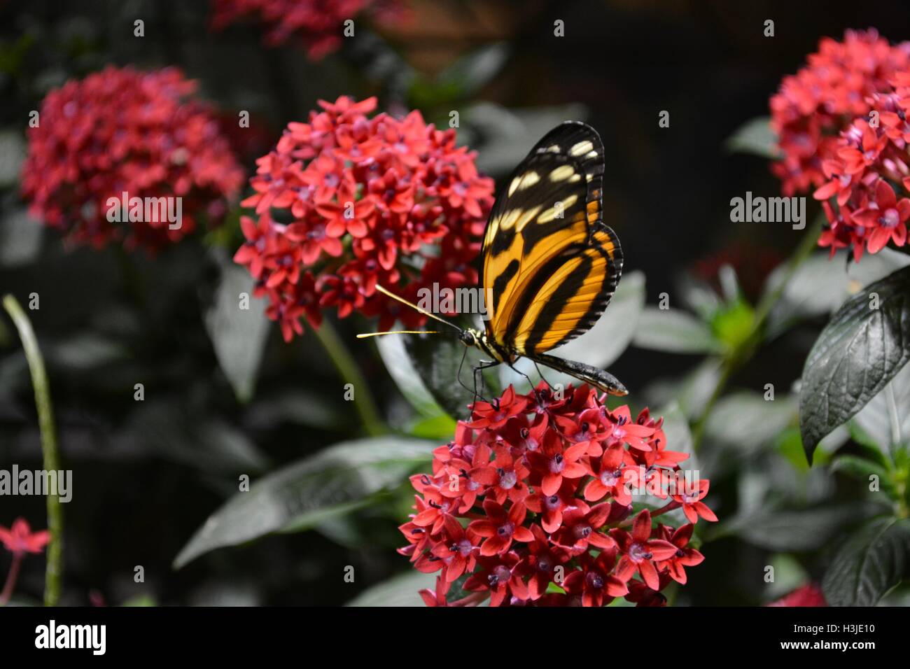 A butterfly on flowers in the Butterfly Garden in the Museum of Science ...