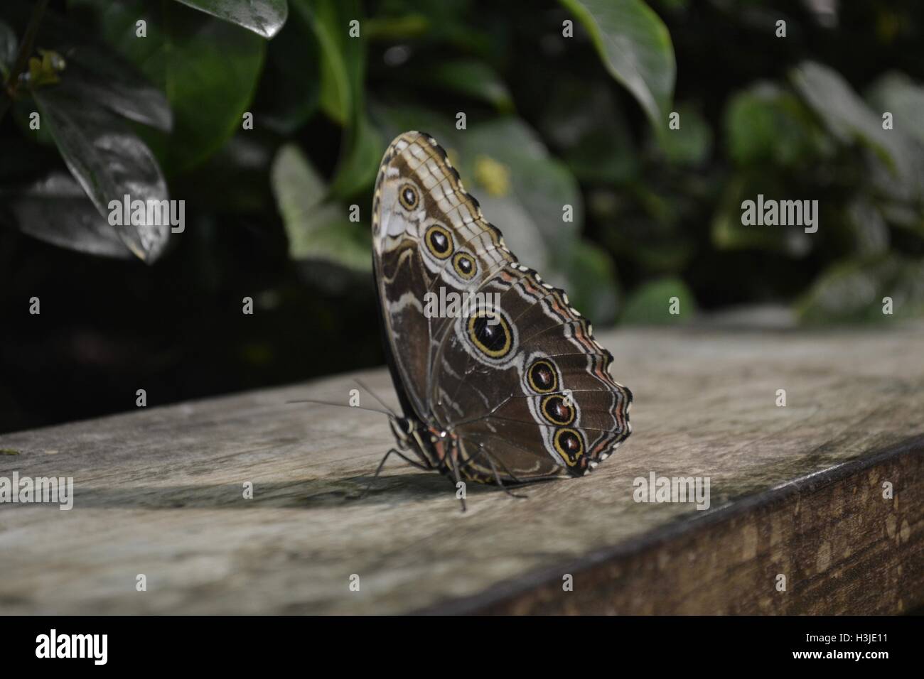A butterfly on flowers in the Butterfly Garden in the Museum of Science ...