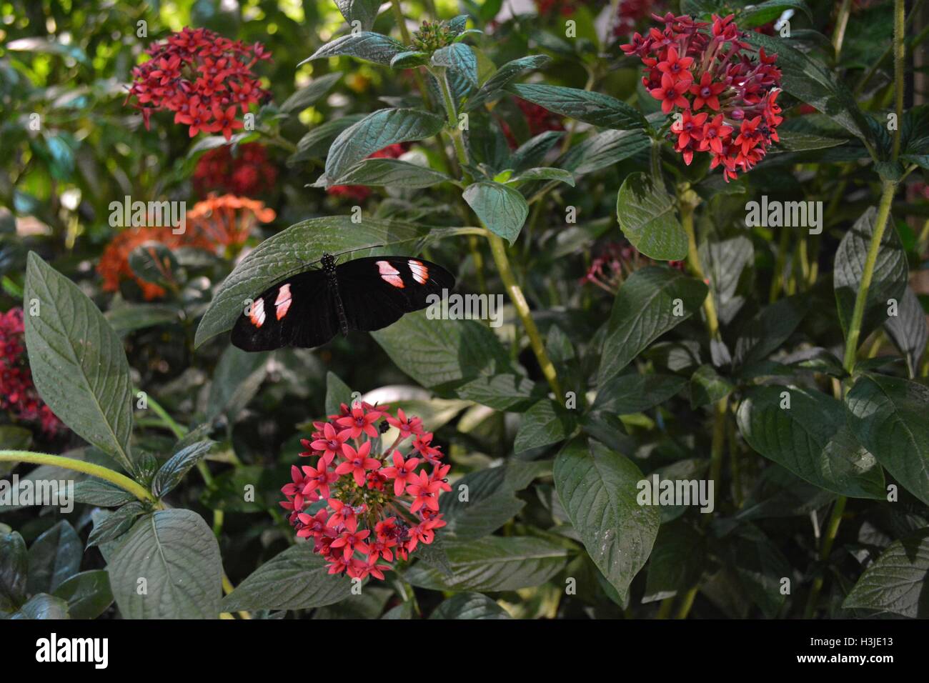 A butterfly on flowers in the Butterfly Garden in the Museum of Science ...