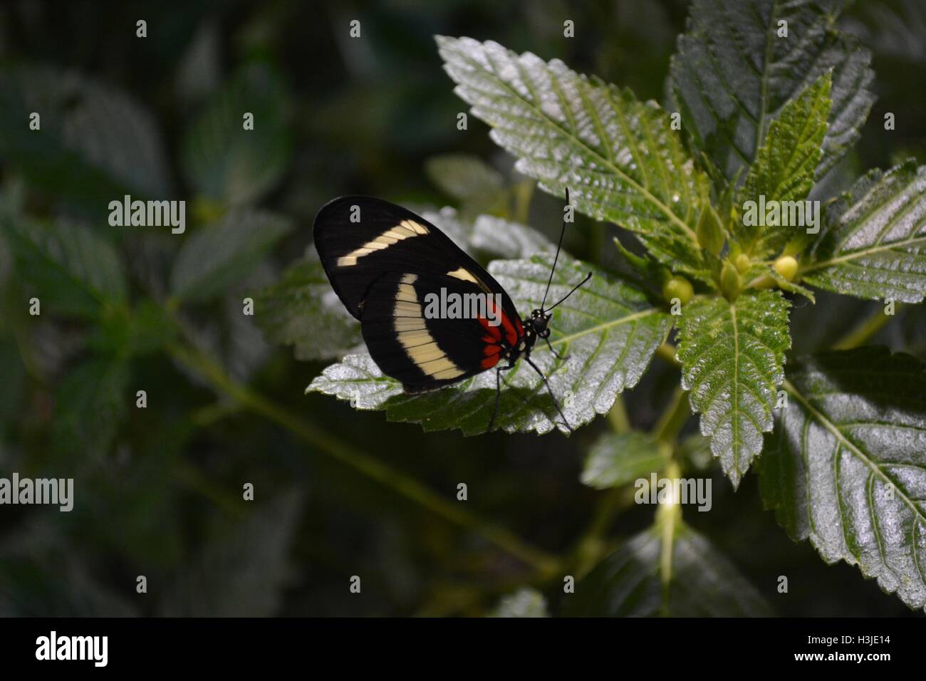 A butterfly on flowers in the Butterfly Garden in the Museum of Science ...