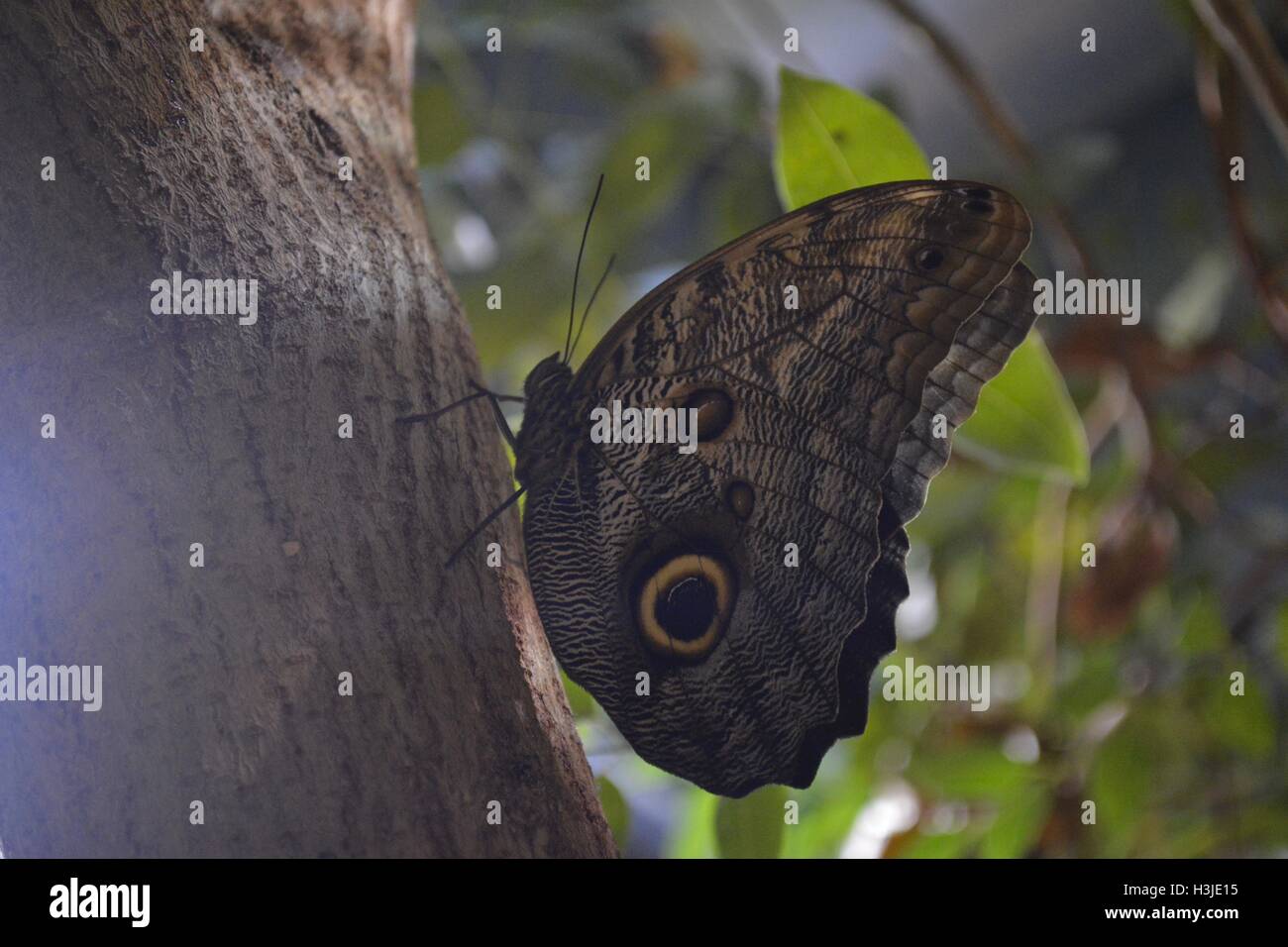 A butterfly on flowers in the Butterfly Garden in the Museum of Science ...