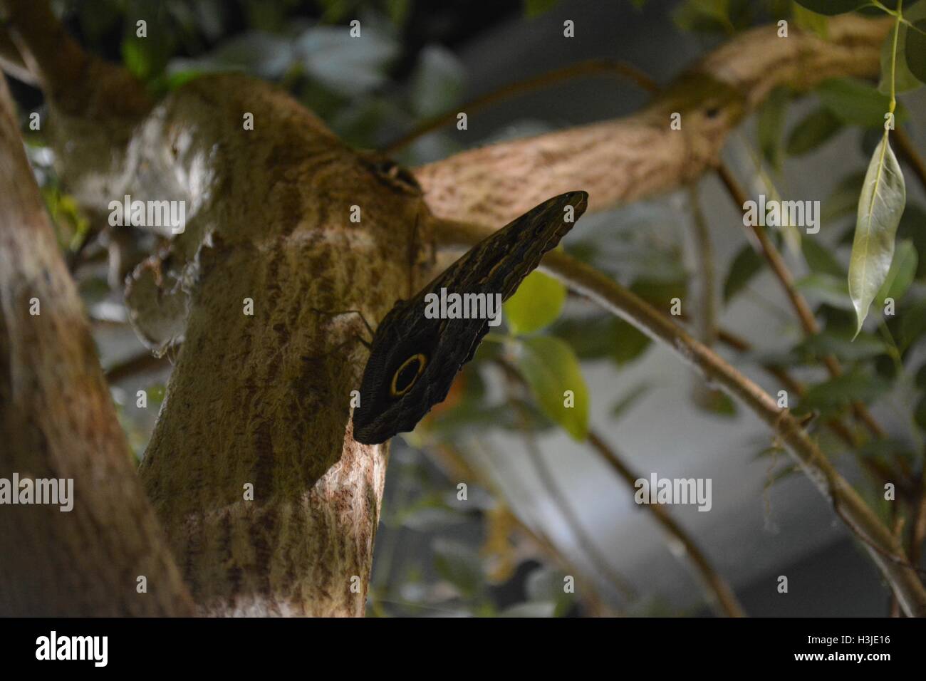 A butterfly on flowers in the Butterfly Garden in the Museum of Science ...