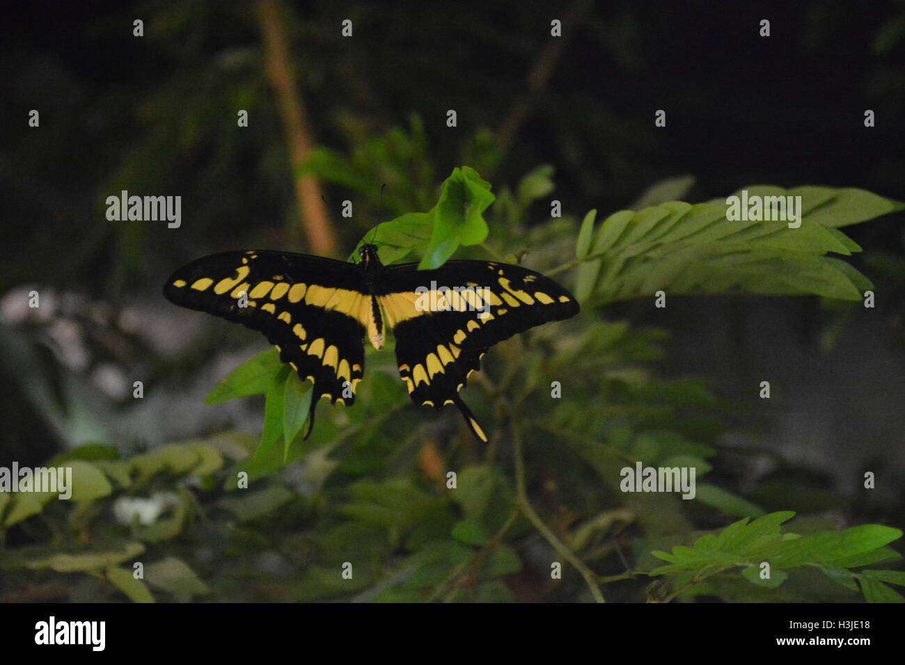 A butterfly on flowers in the Butterfly Garden in the Museum of Science ...