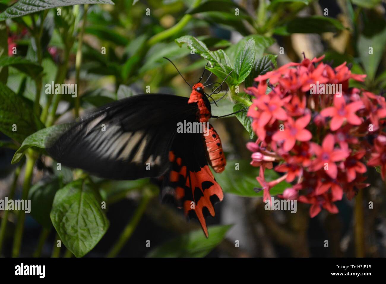 A butterfly on flowers in the Butterfly Garden in the Museum of Science ...