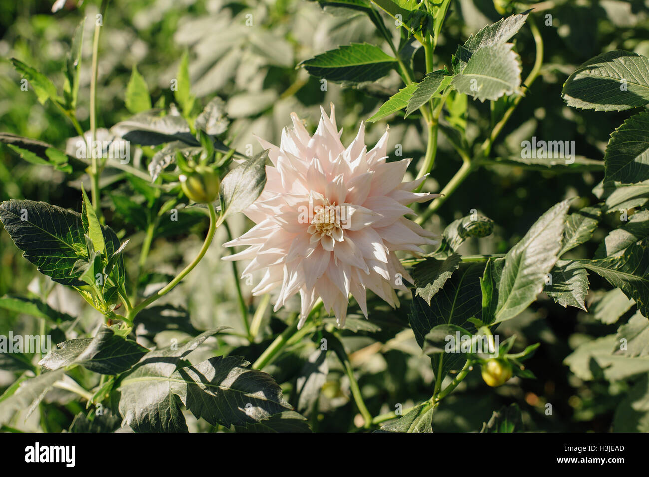 White aster flower Stock Photo - Alamy