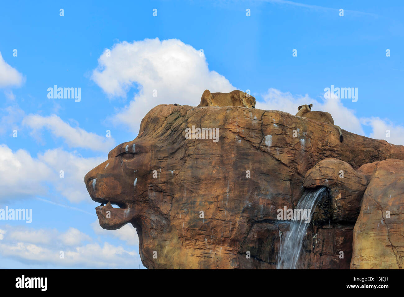 Spring Grove, APR 23: Lion in the beautiful West Midland Safari Park on ...