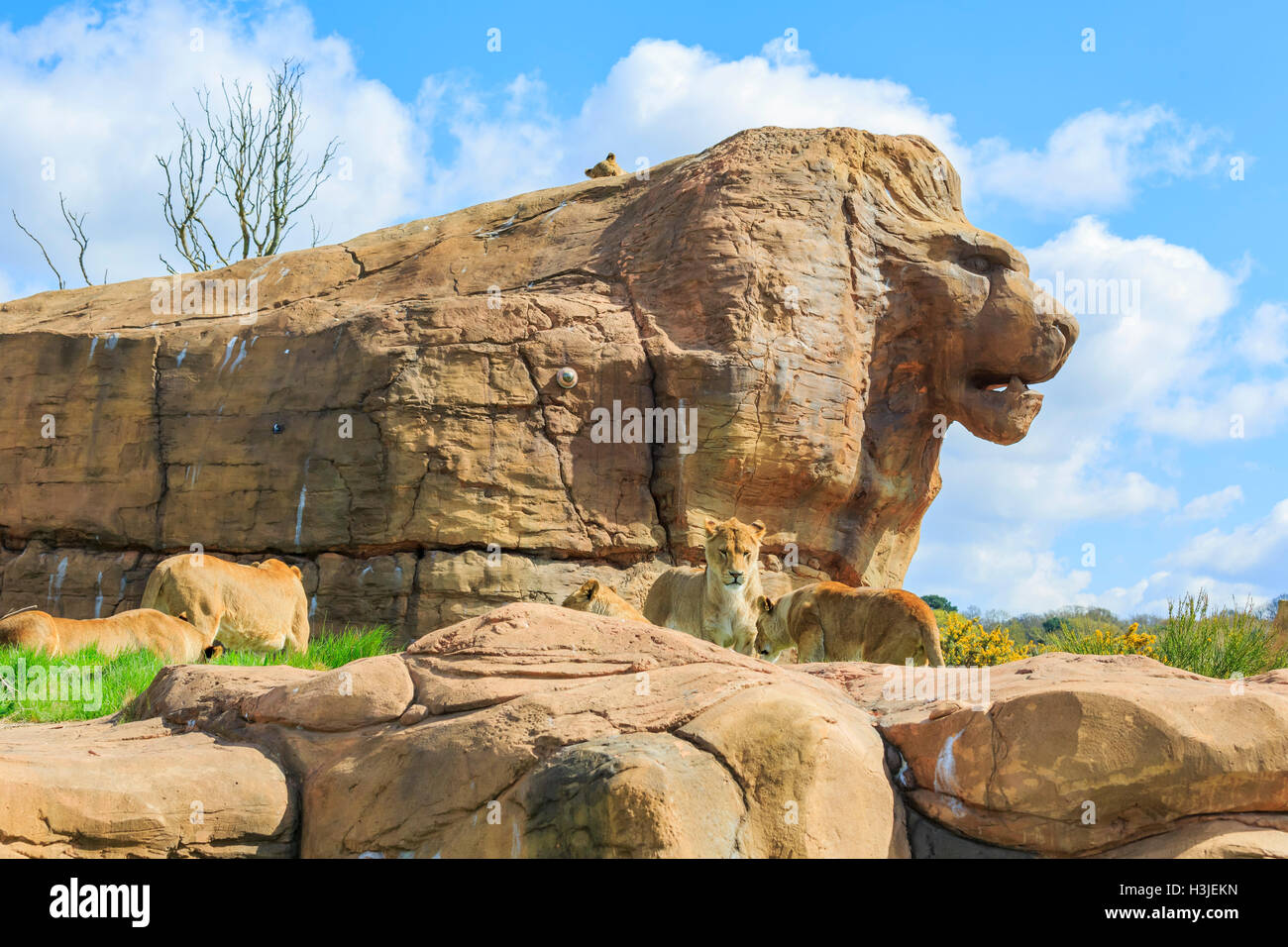 Spring Grove, APR 23: Lion in the beautiful West Midland Safari Park on ...