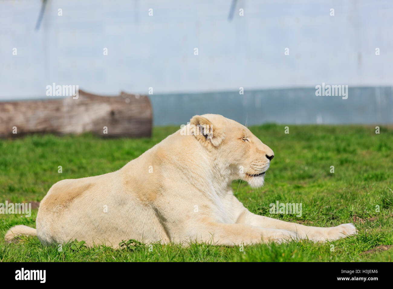 Spring Grove, APR 23: White Bengal Tiger in the beautiful West Midland ...