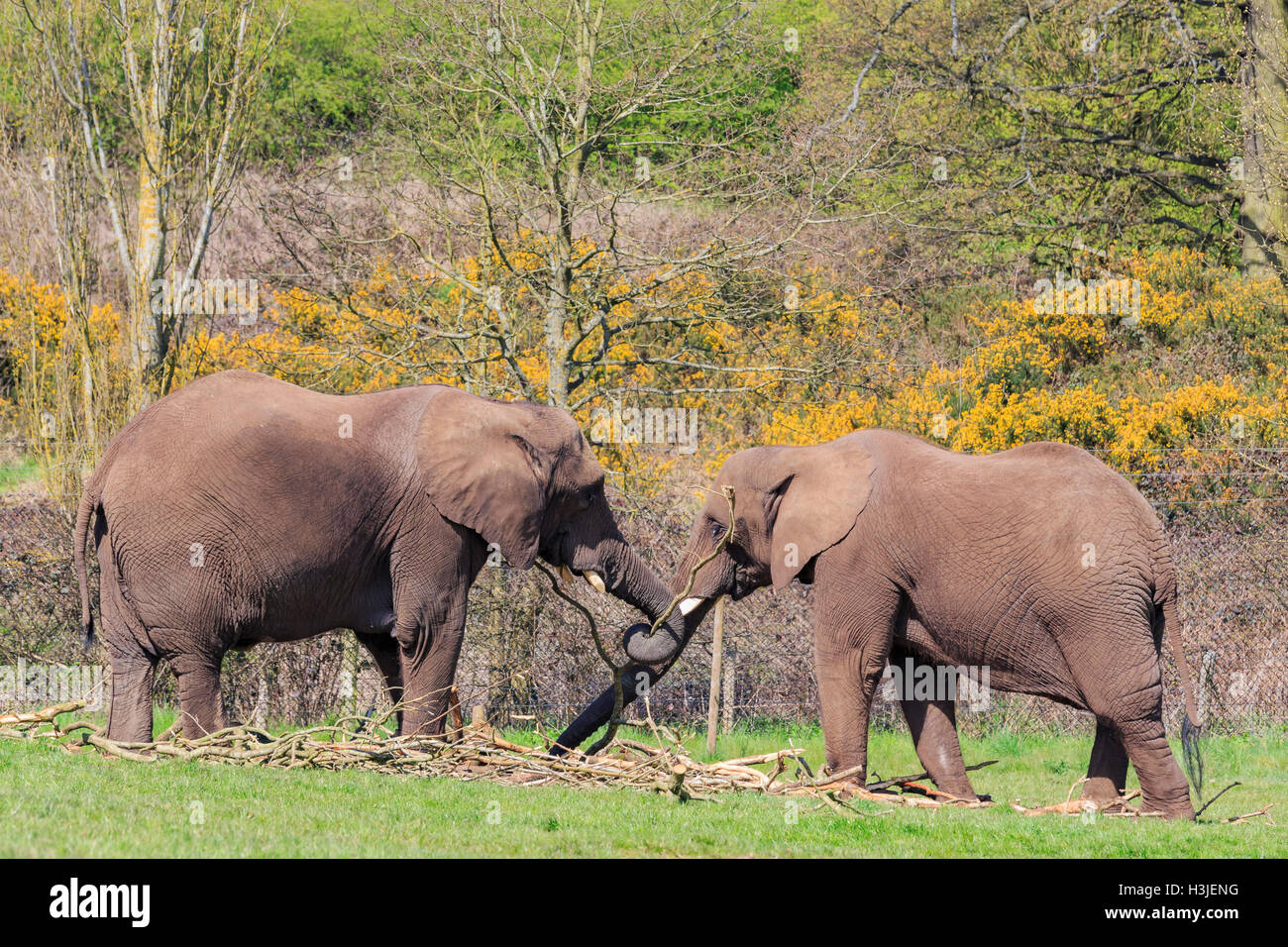Spring Grove, APR 23: Elephant in the beautiful West Midland Safari ...