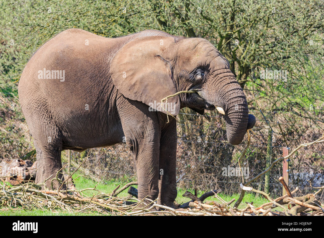 Spring Grove, APR 23: Elephant in the beautiful West Midland Safari ...