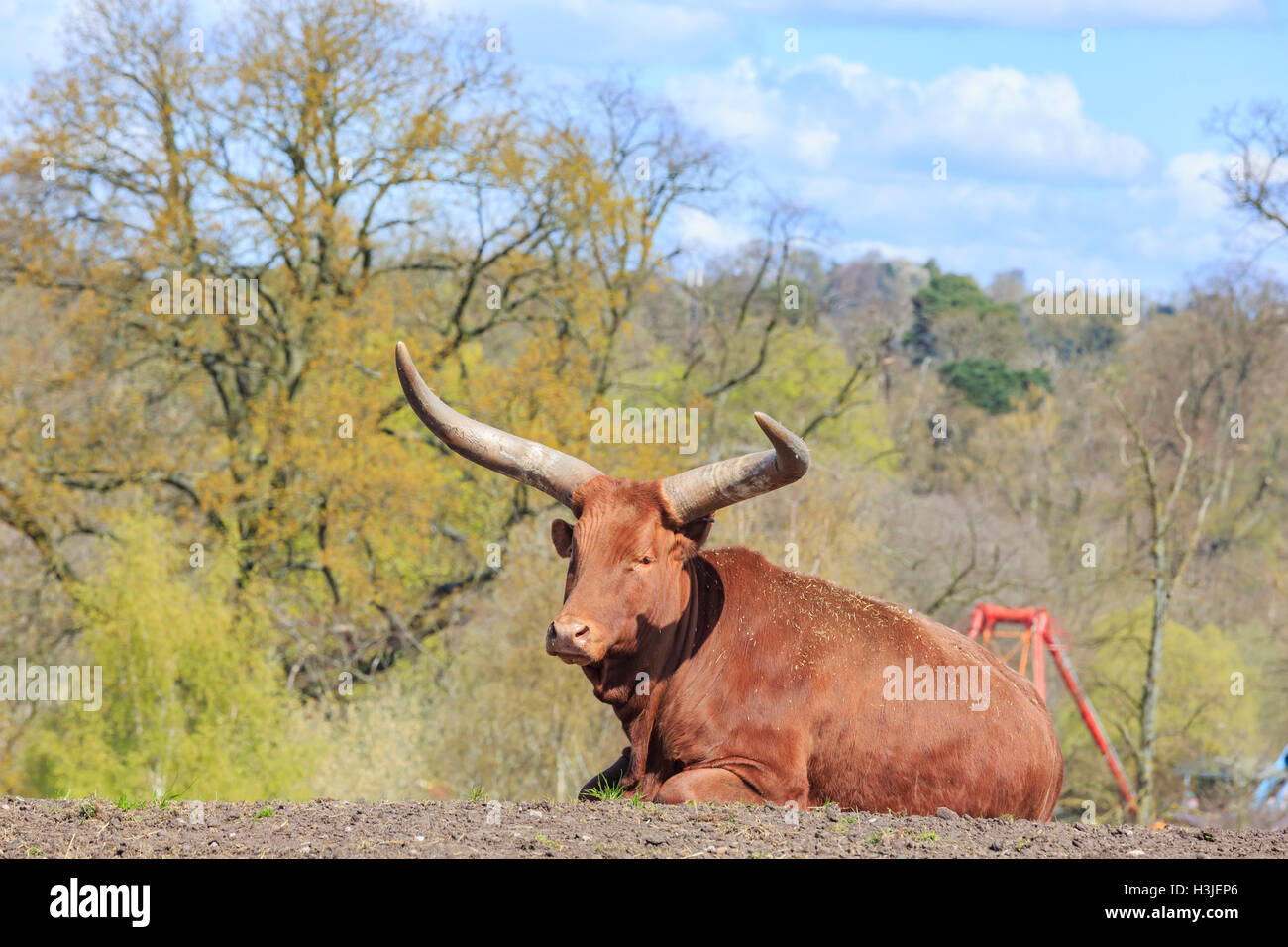 Spring Grove, APR 23: Cow in the beautiful West Midland Safari Park on ...