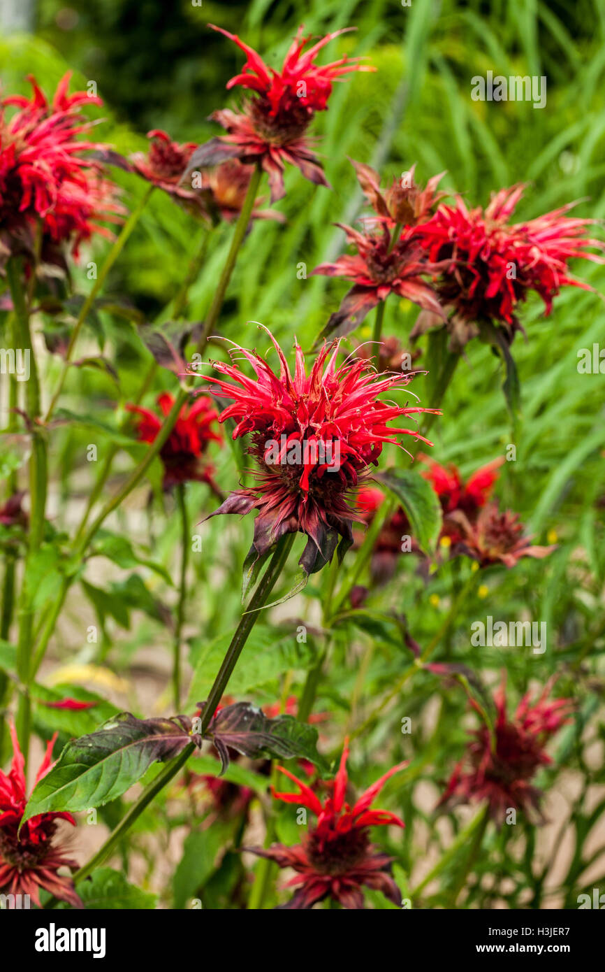 Monarda species hi-res stock photography and images - Alamy