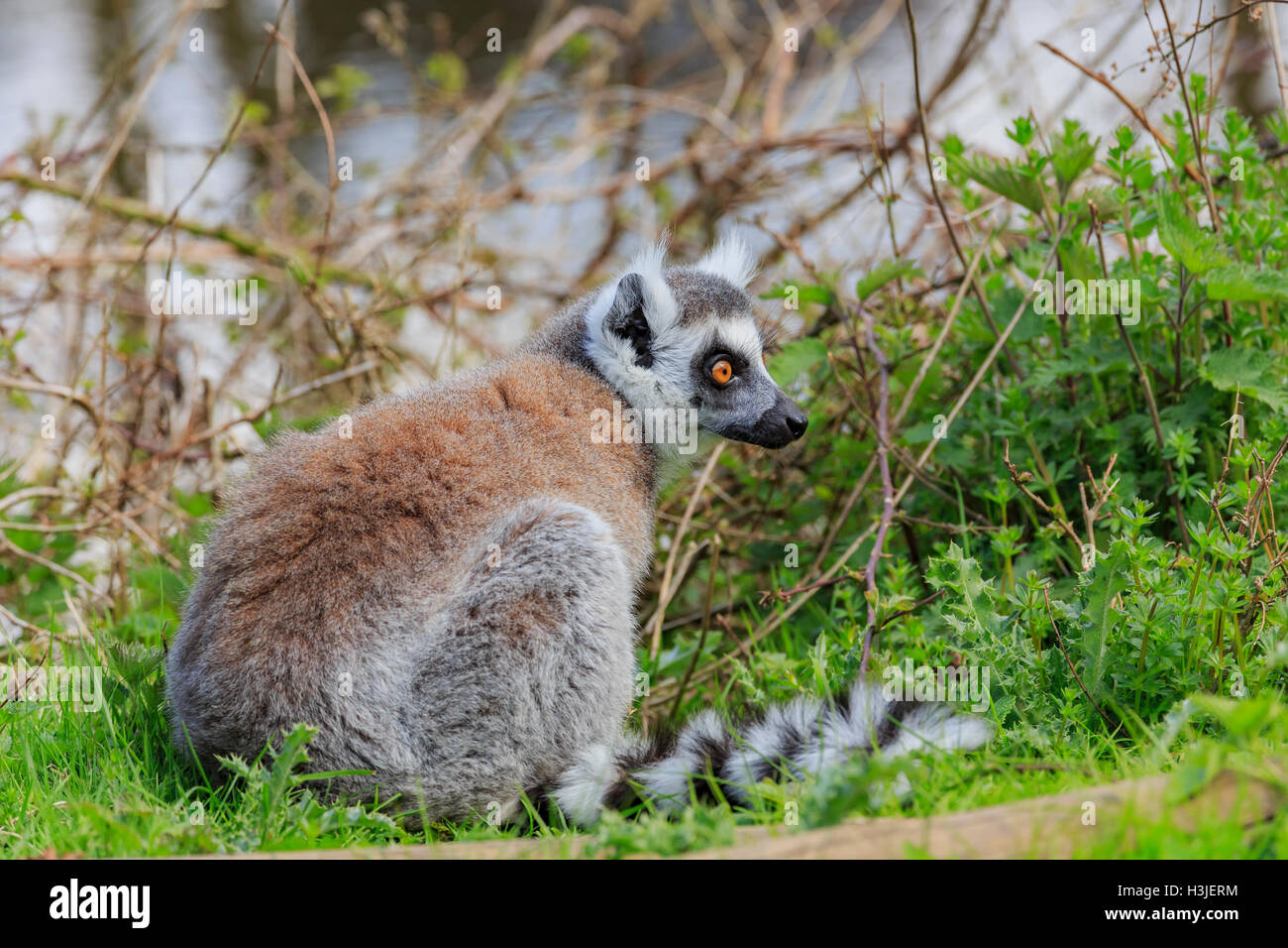 The Ring Tailed Lemur in the beautiful West Midland Safari Park on APR ...
