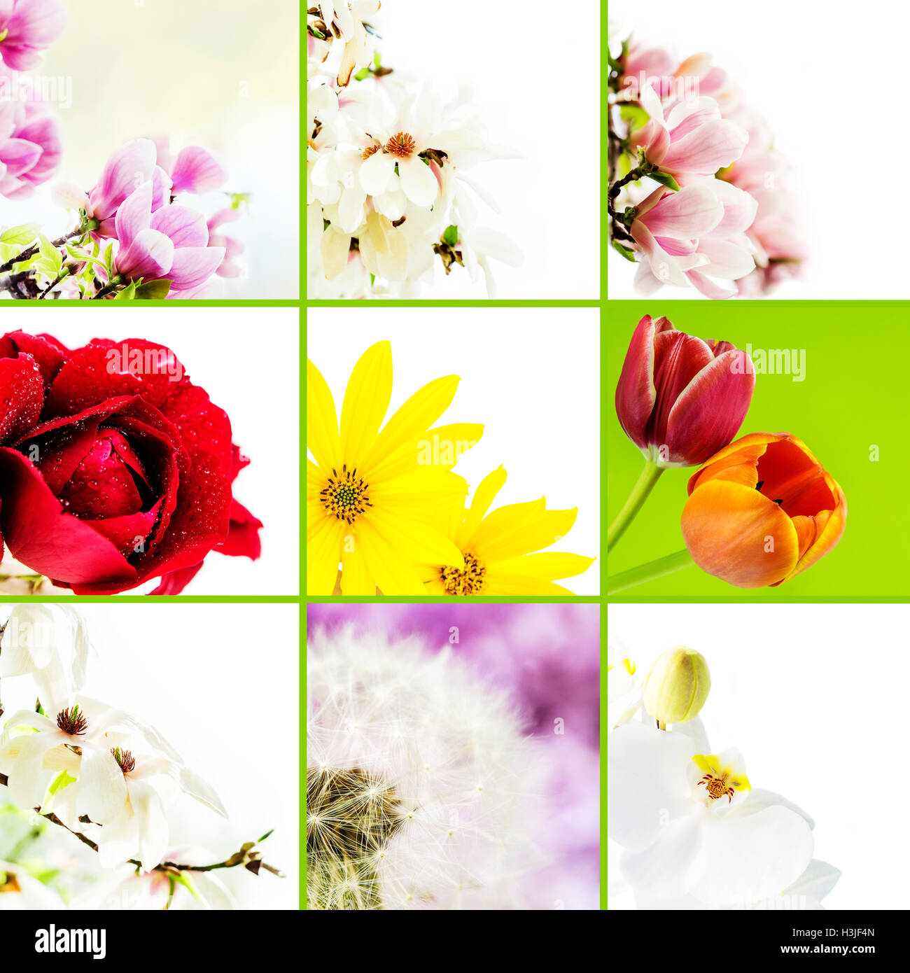 collage of various flowers on white background with green separation ...