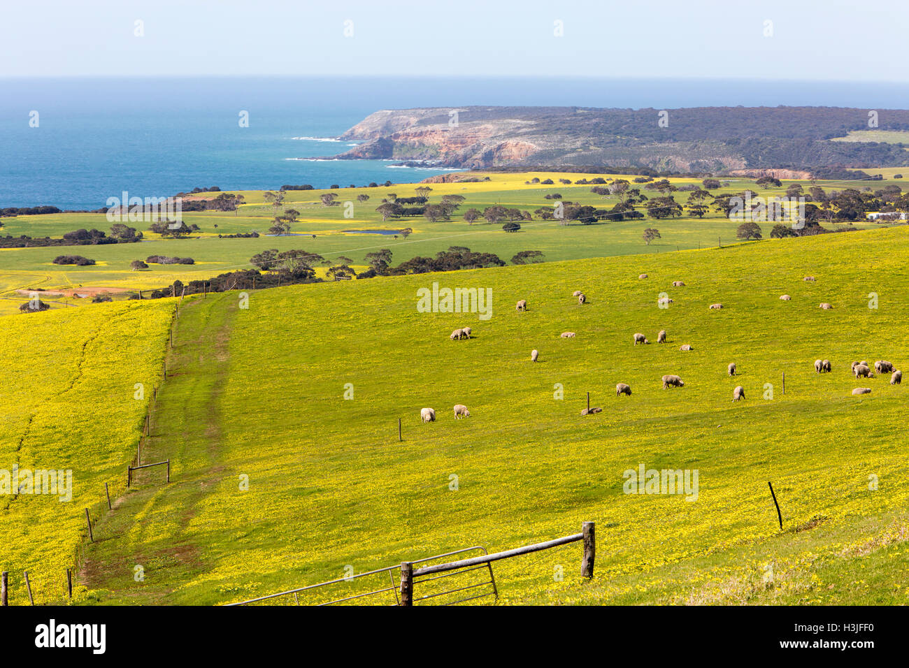 Field of yellow daisies in spring time on Kangaroo island, looking ...